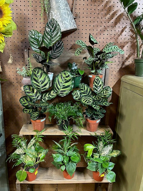Houseplants – Ms. Jo's Plants & Gifts, LLC
